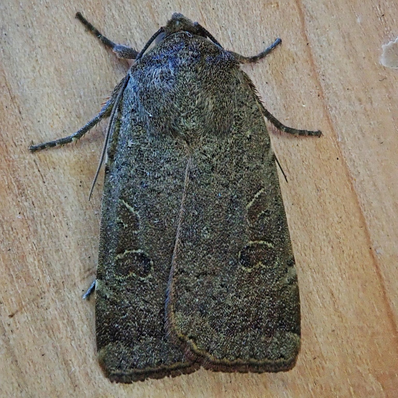 Noctua comes (Lesser Yellow Underwing Moth) – 10,000 Things of the Pacific Northwest