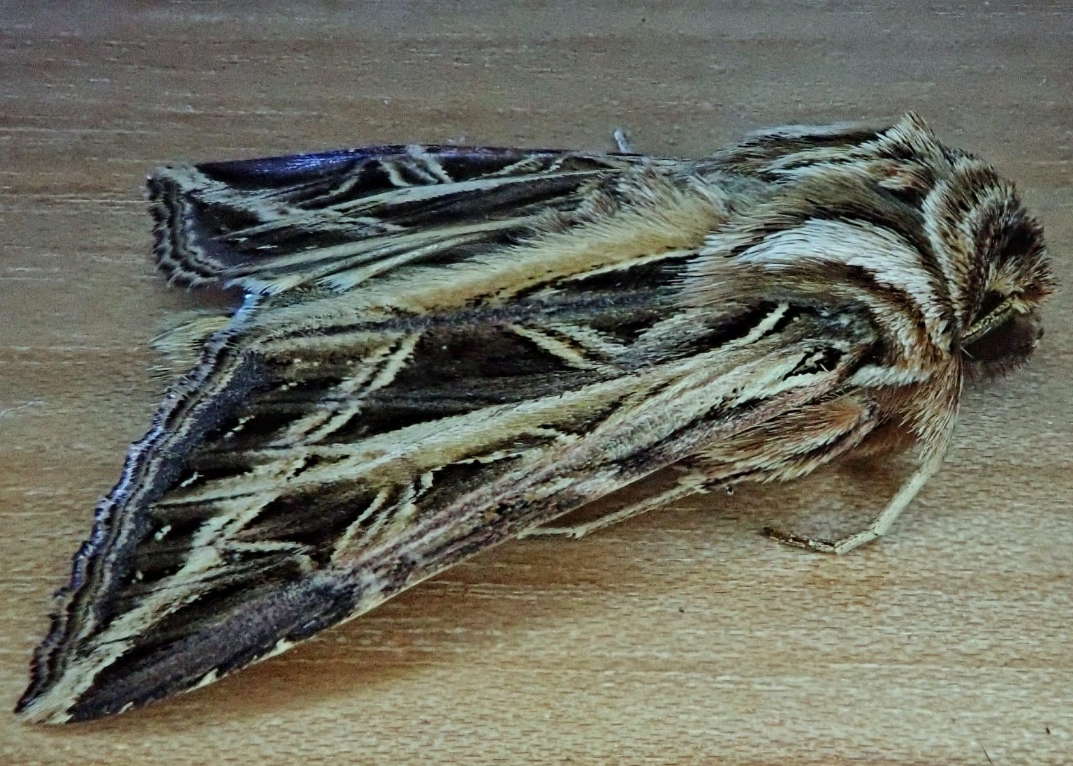 Dargida procinctus (Olive Green Cutworm Moth) – 10,000 Things of the Pacific Northwest