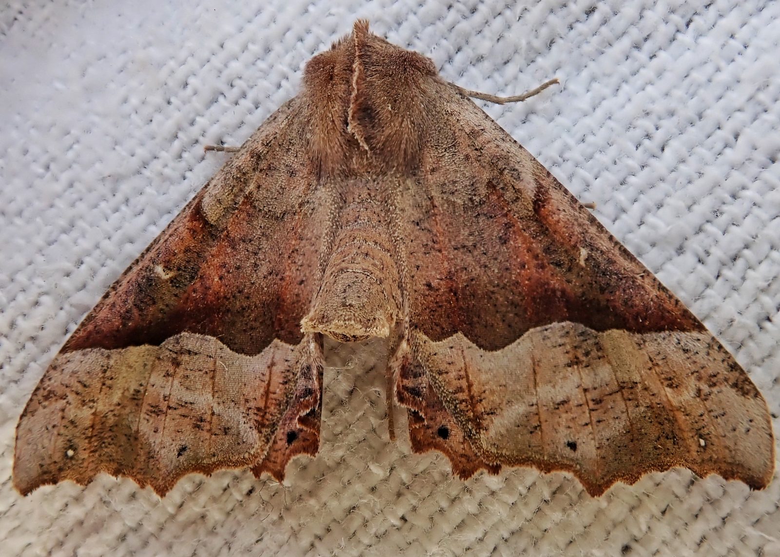 Pero Mizon – 10,000 Things of the Pacific Northwest