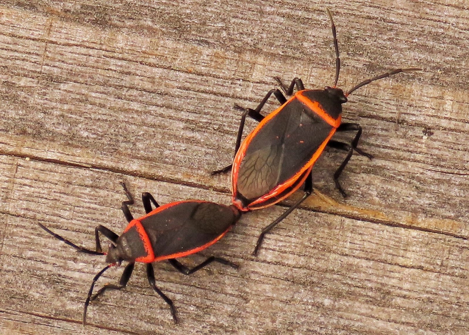 Largus cinctus – 10,000 Things of the Pacific Northwest