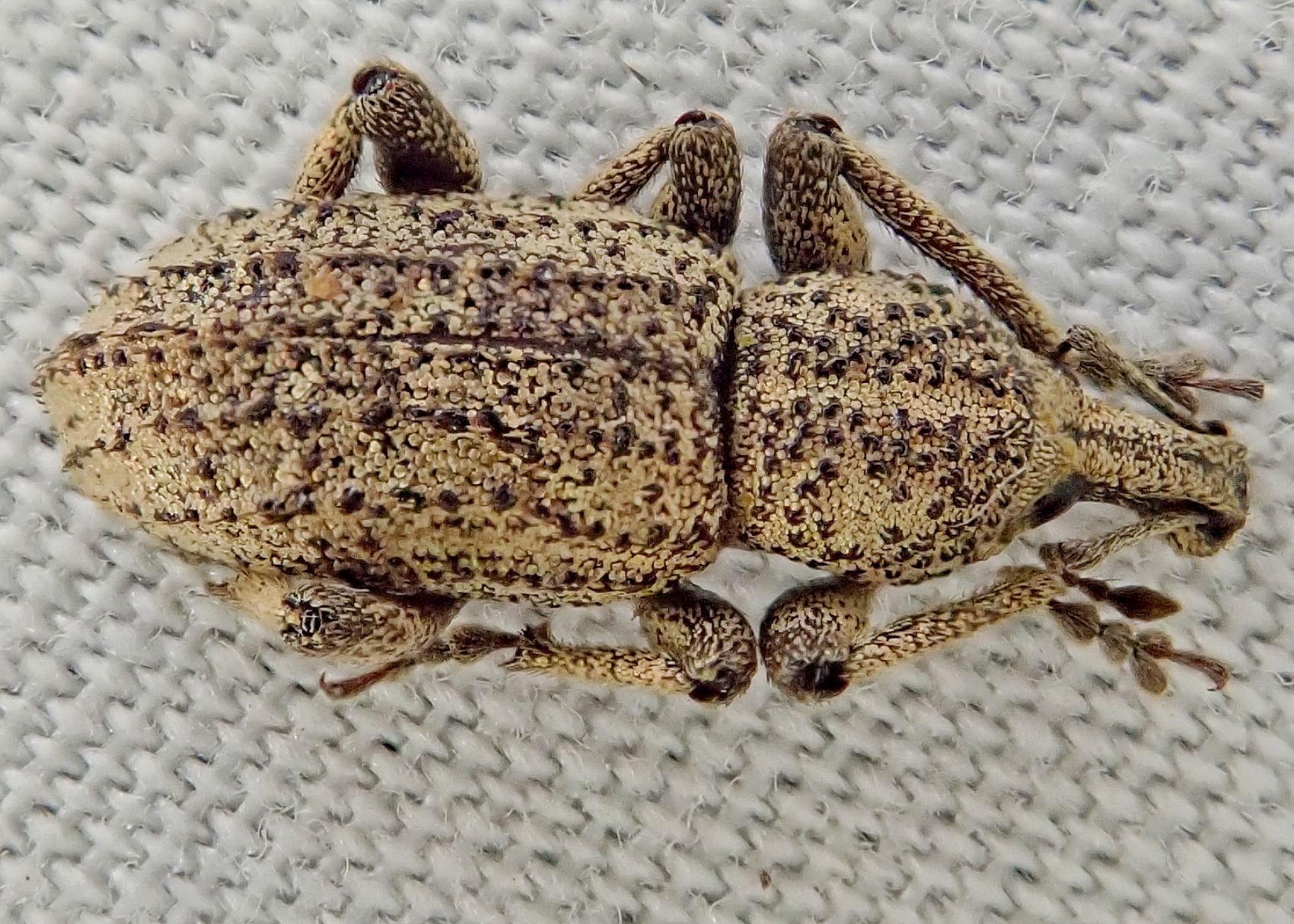 Panscopus gemmatus – 10,000 Things of the Pacific Northwest