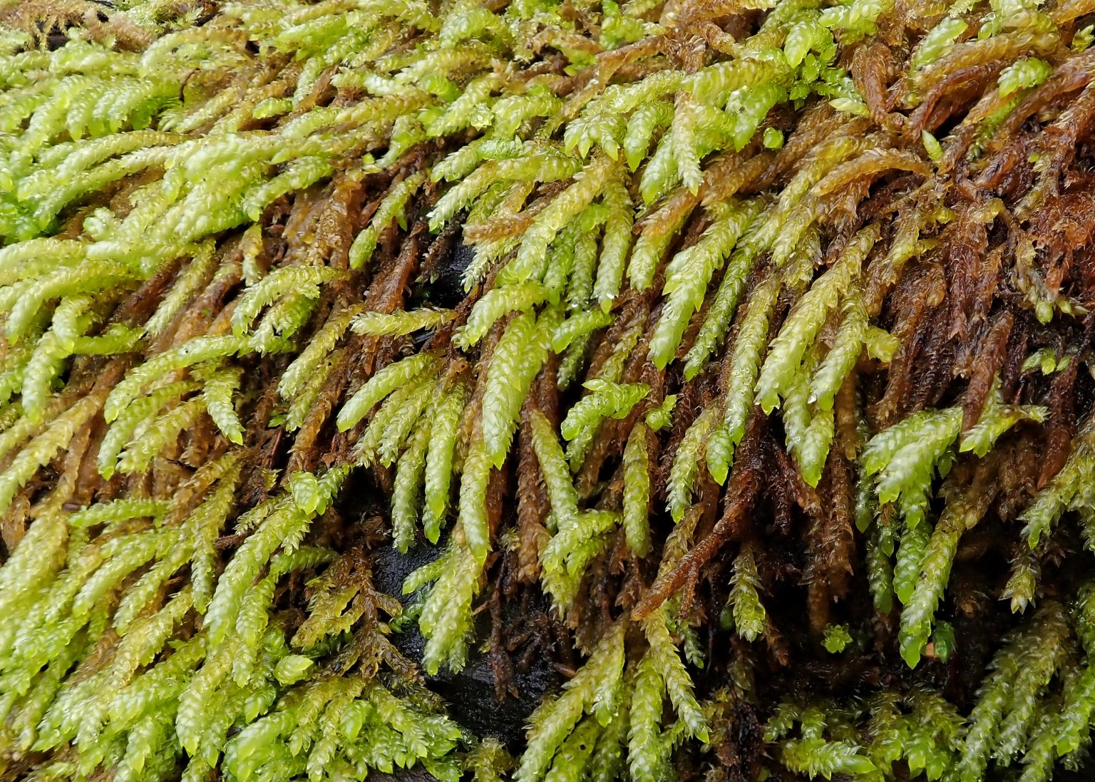 Bryopsida – 10,000 Things of the Pacific Northwest