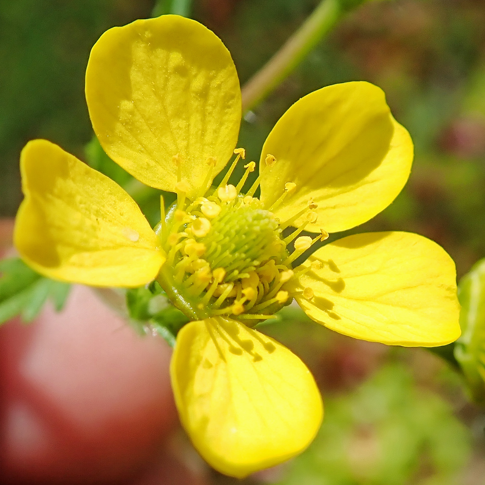 Geum macrophyllum (Large-leaved Avens) – 10,000 Things of the Pacific Northwest