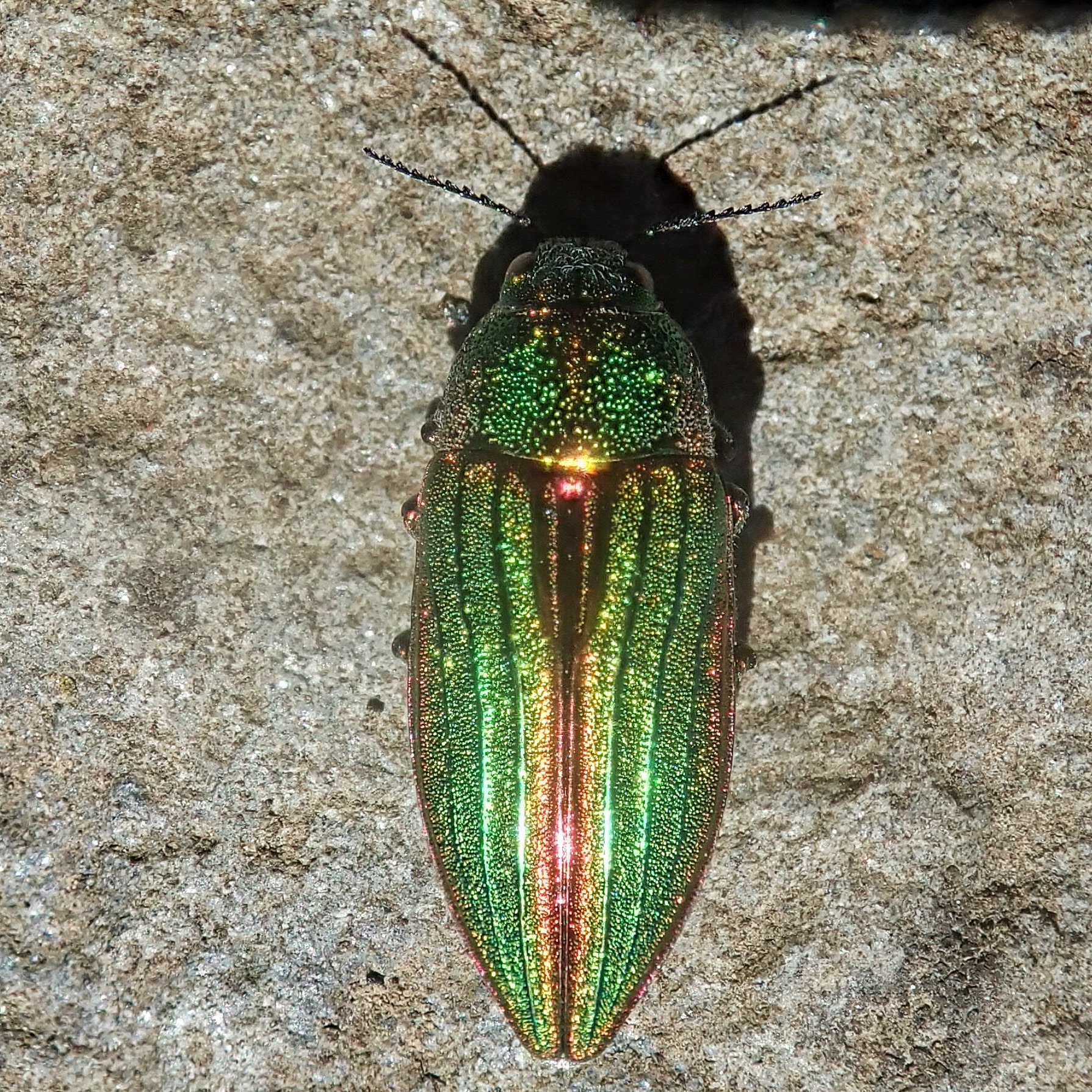 Buprestid Larvae