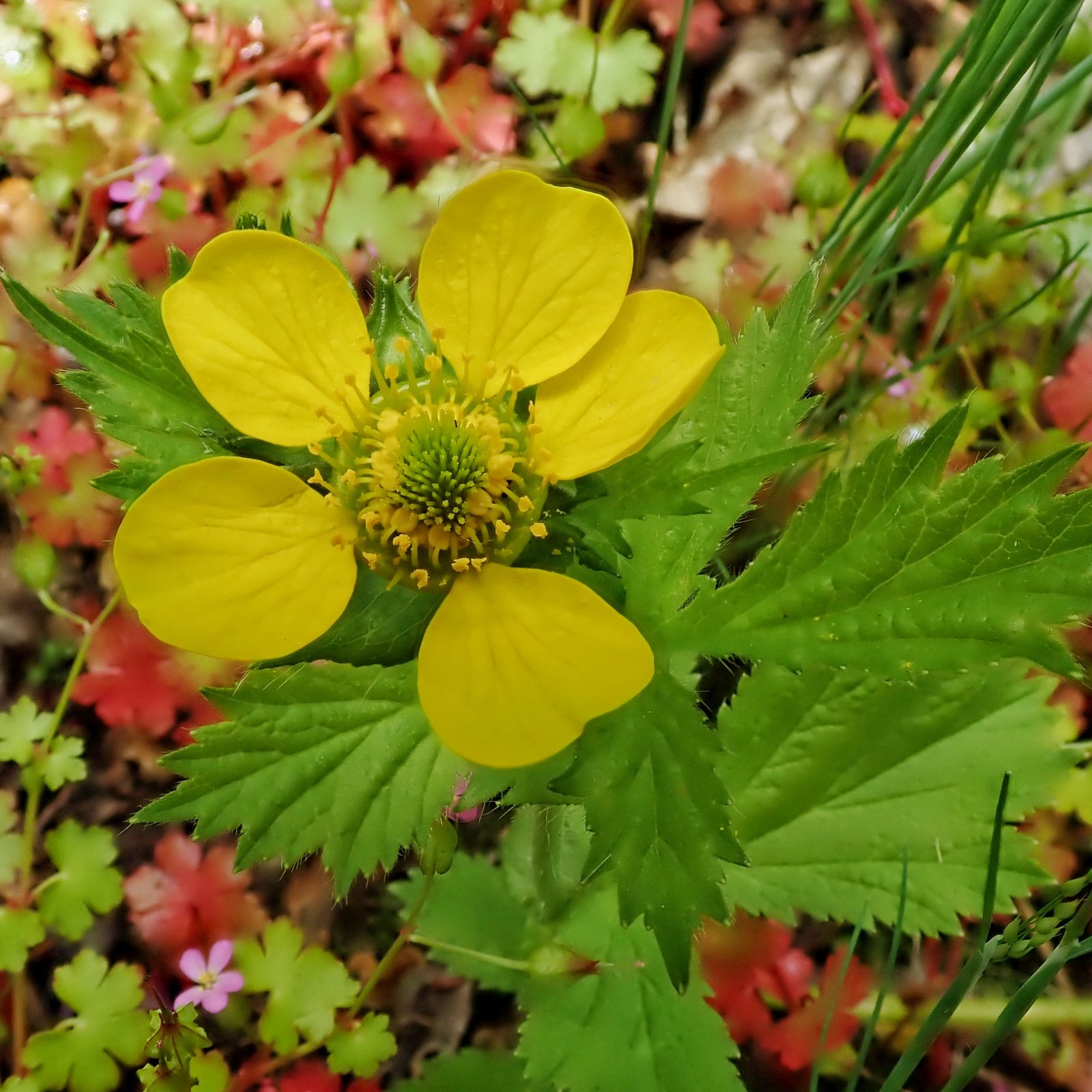 Geum macrophyllum (Large-leaved Avens) – 10,000 Things of the Pacific Northwest