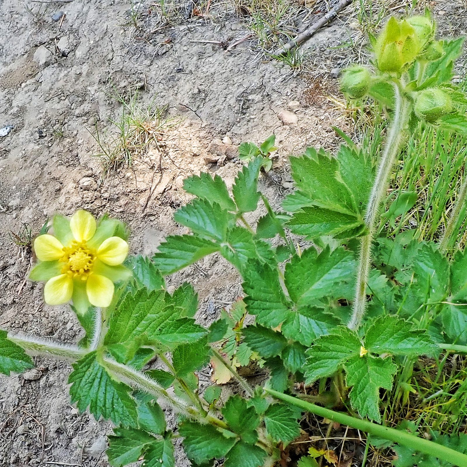 Drymocallis glandulosa (Sticky Cinquefoil) – 10,000 Things of the Pacific Northwest
