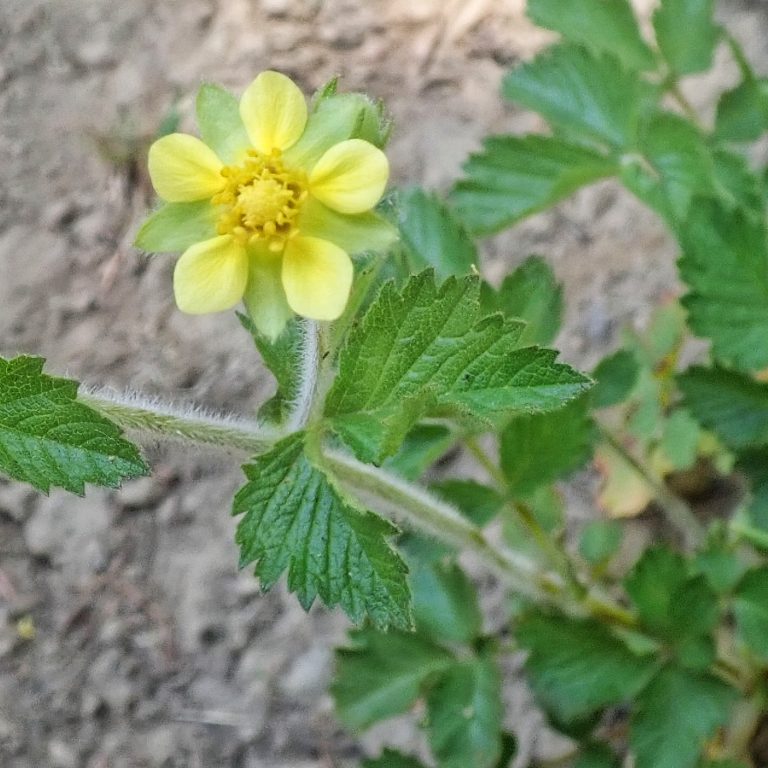 Drymocallis glandulosa (Sticky Cinquefoil) – 10,000 Things of the Pacific Northwest