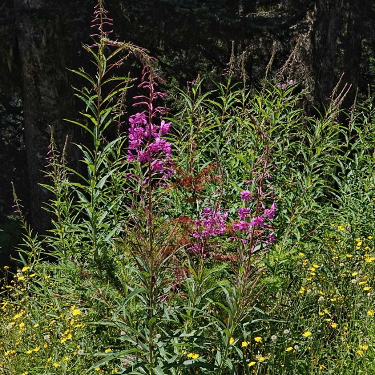 Chamaenerion angustifolium (Fireweed) – 10,000 Things of the Pacific Northwest