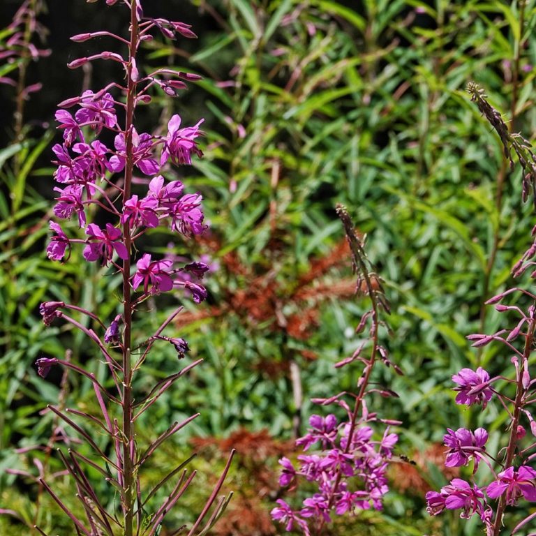 Chamaenerion angustifolium (Fireweed) – 10,000 Things of the Pacific Northwest