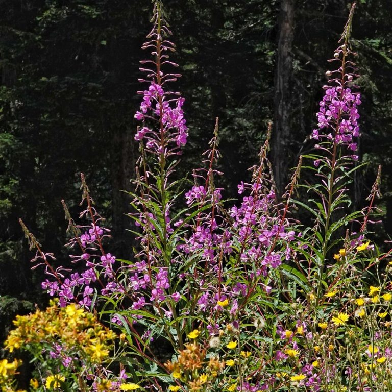 Chamaenerion angustifolium (Fireweed) – 10,000 Things of the Pacific Northwest