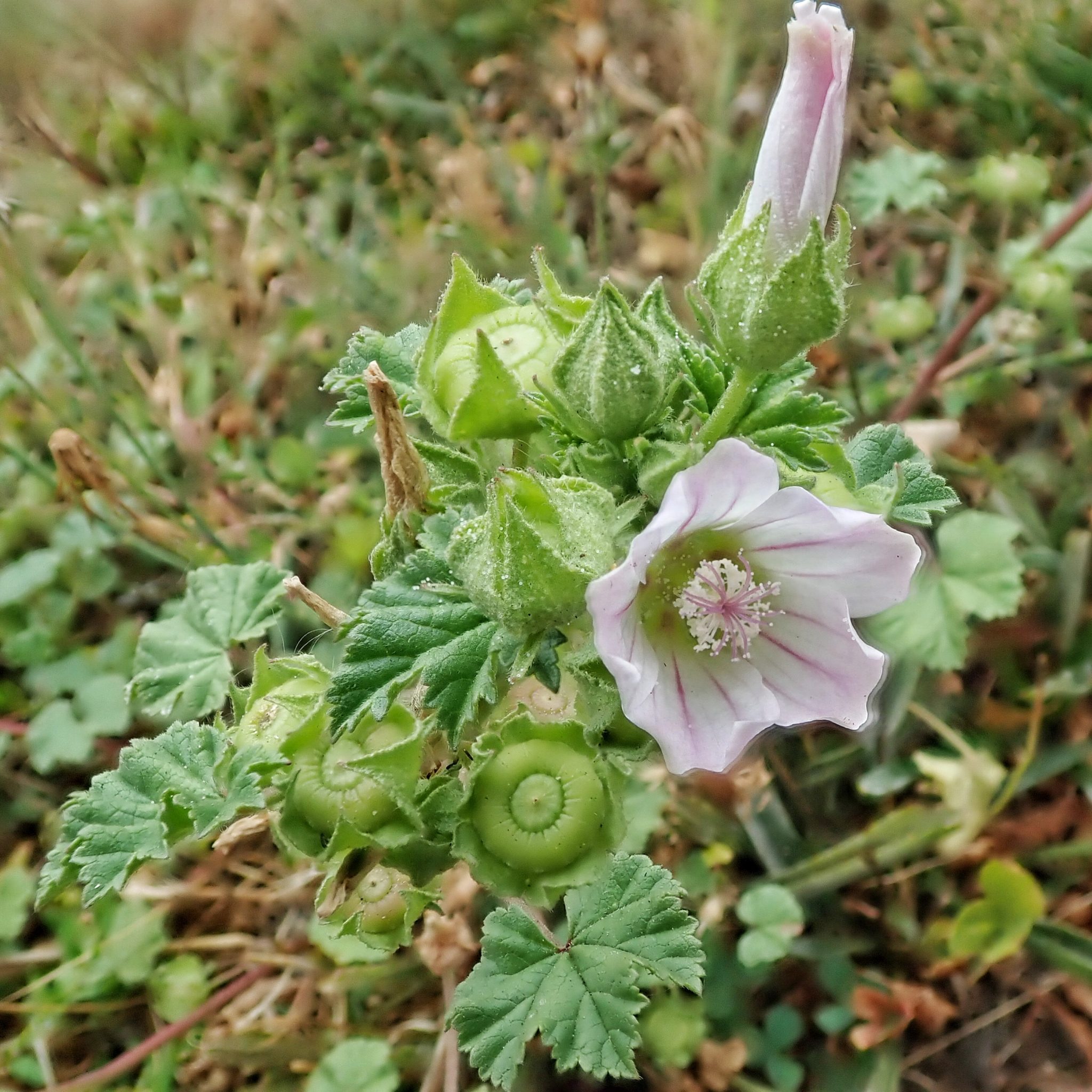 Malva neglecta – 10,000 Things of the Pacific Northwest