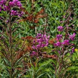 Chamaenerion angustifolium (Fireweed) – 10,000 Things of the Pacific Northwest