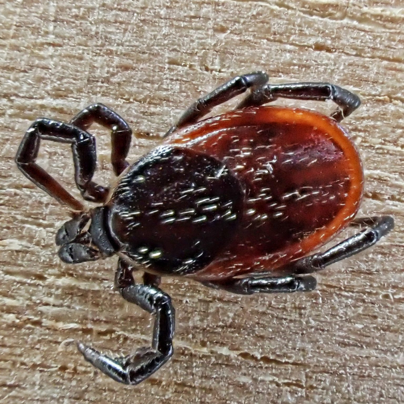 Ixodes pacificus (Western Black-legged Tick) – 10,000 Things of the Pacific Northwest