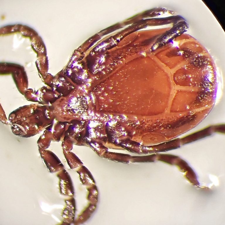 Ixodes pacificus (Western Black-legged Tick) – 10,000 Things of the Pacific Northwest