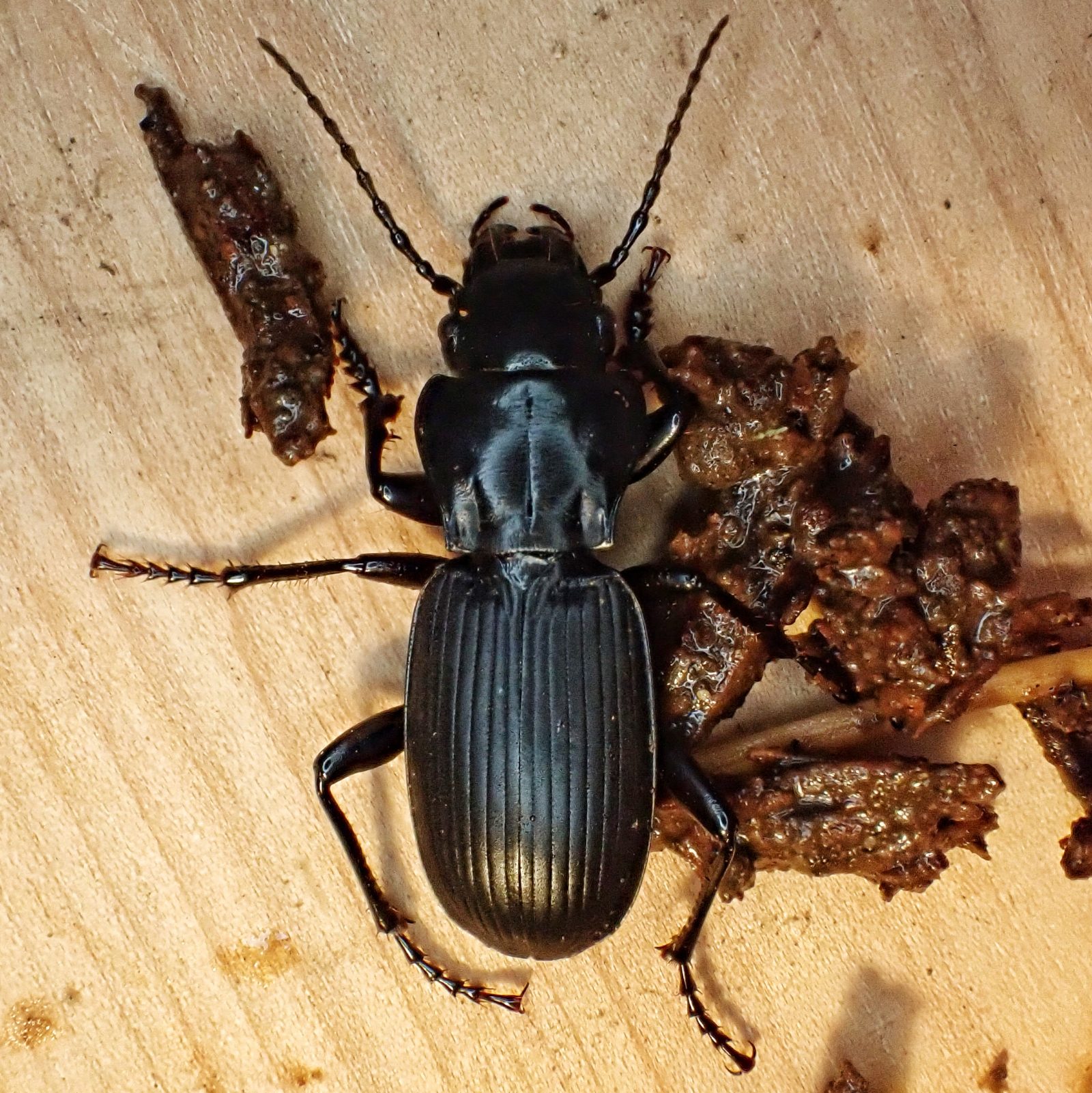 Pterostichus lama – 10,000 Things of the Pacific Northwest