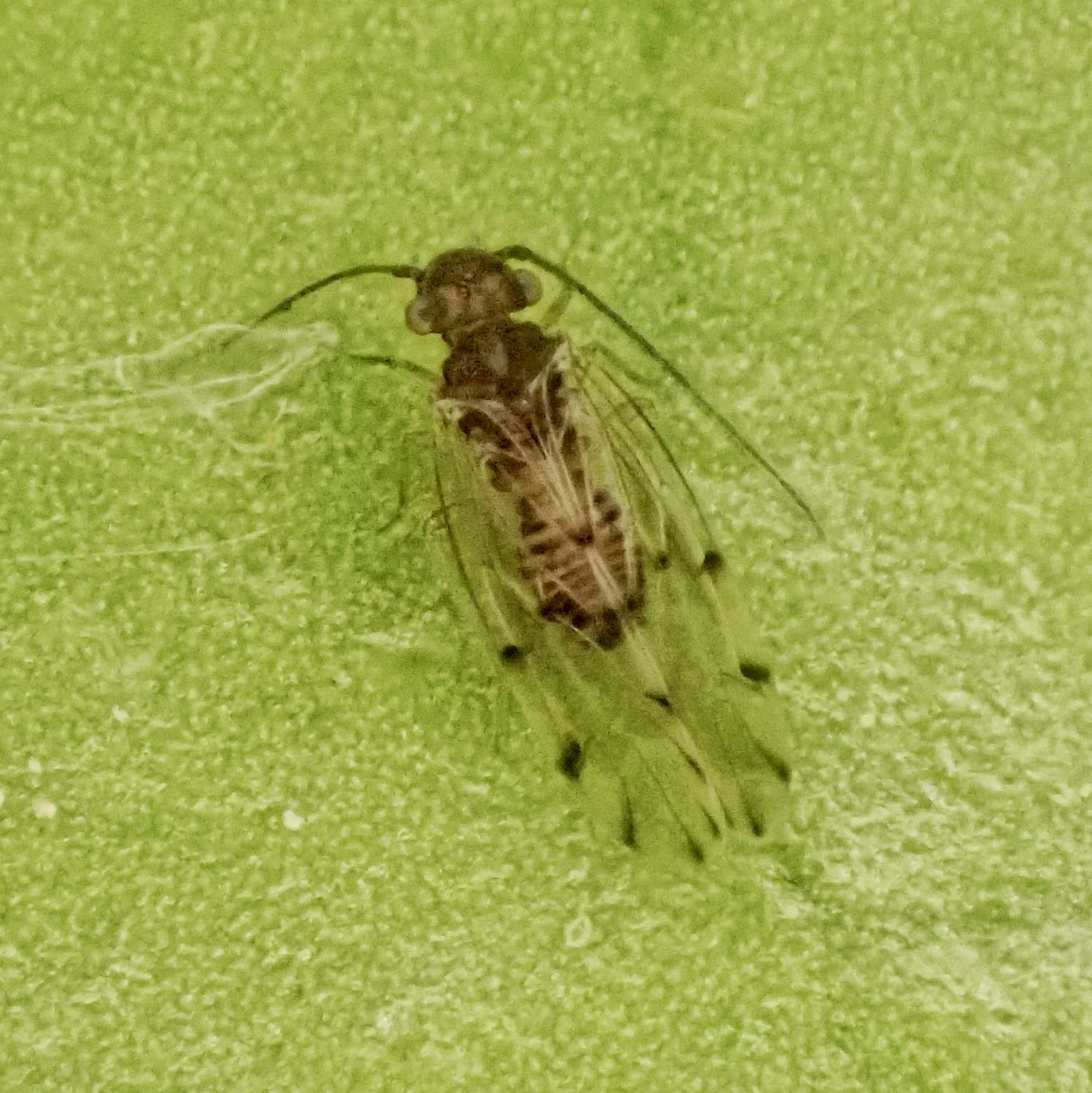 Ectopsocus californicus – 10,000 Things of the Pacific Northwest