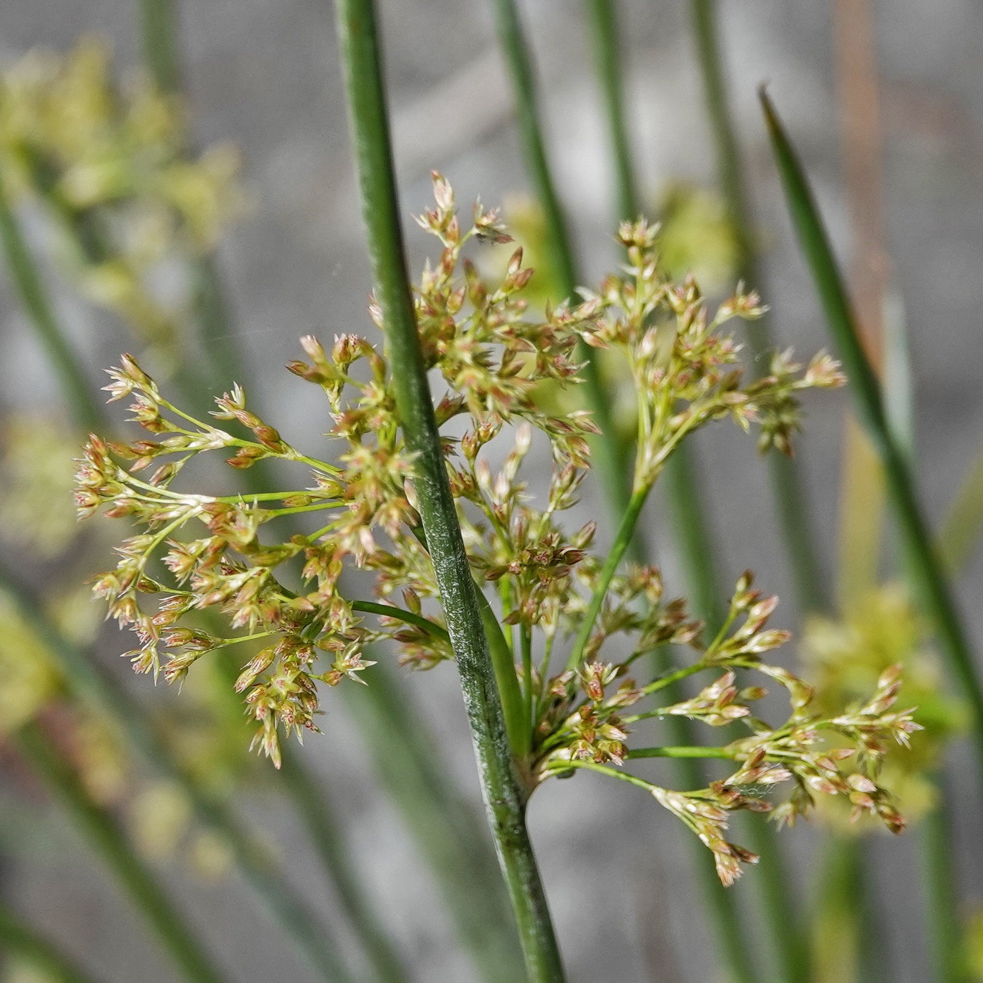 Juncus effusus ssp. effusus – 10,000 Things of the Pacific Northwest