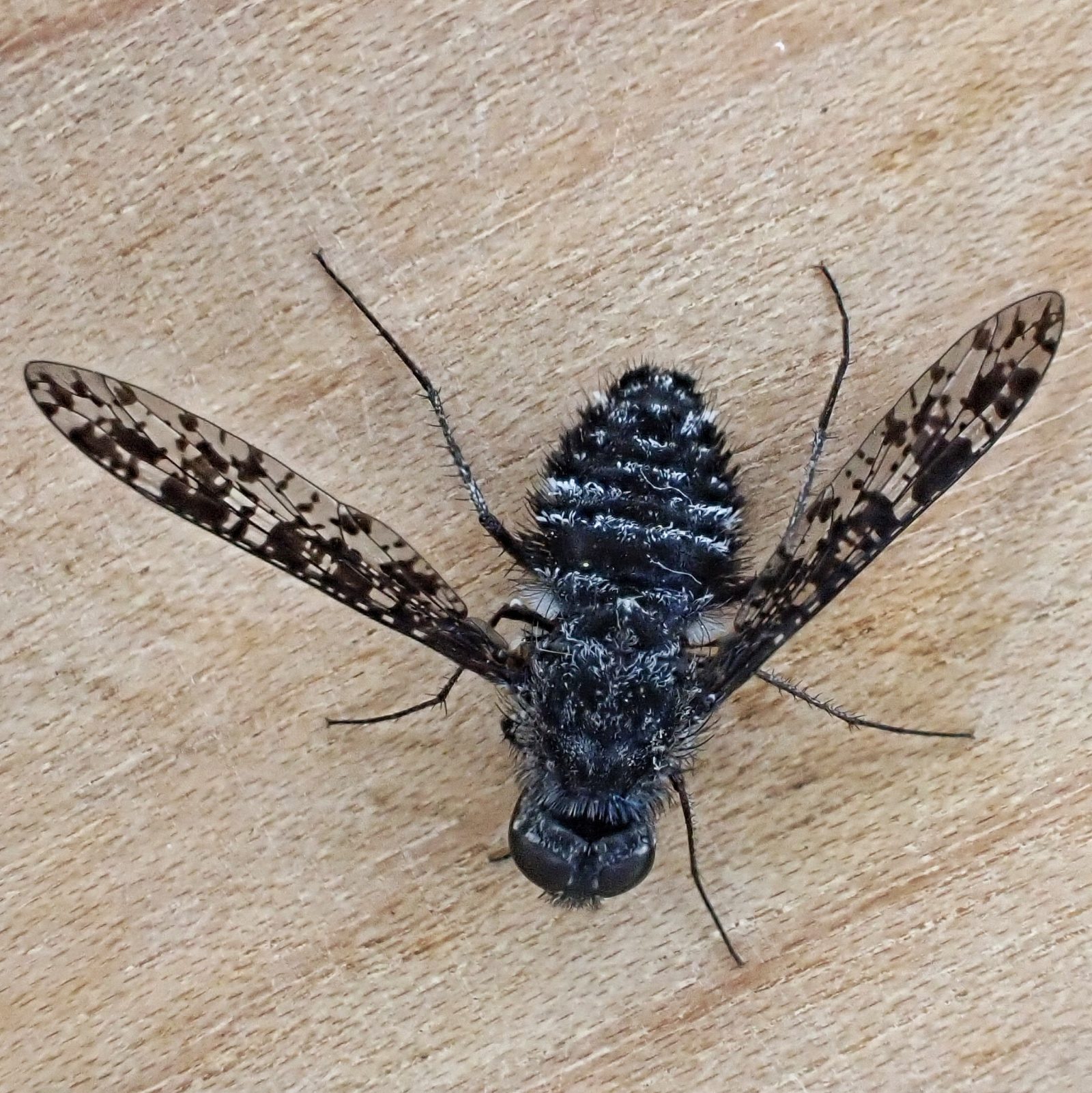 Anthrax irroratus – 10,000 Things of the Pacific Northwest