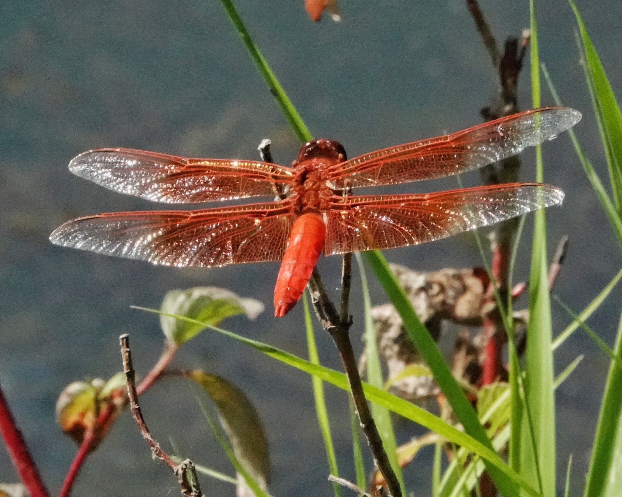 Libellula saturata (Flame Skimmers) – 10,000 Things of the Pacific Northwest