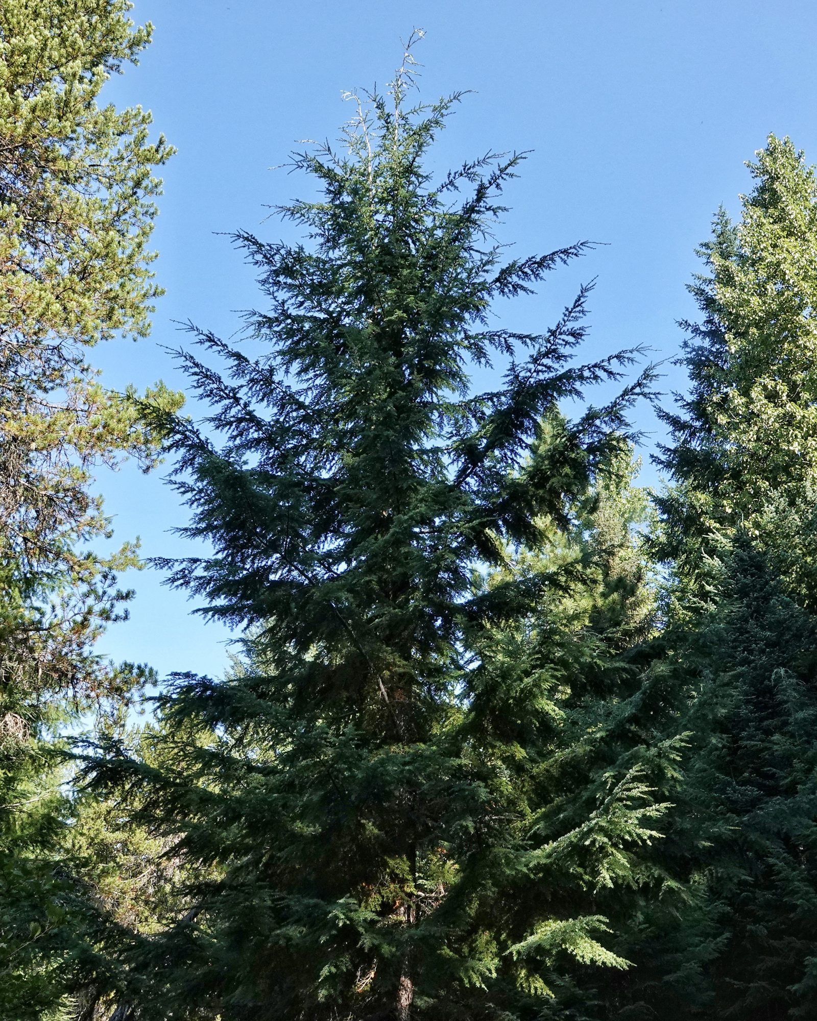 Tsuga heterophylla (Western Hemlock) – 10,000 Things of the Pacific Northwest