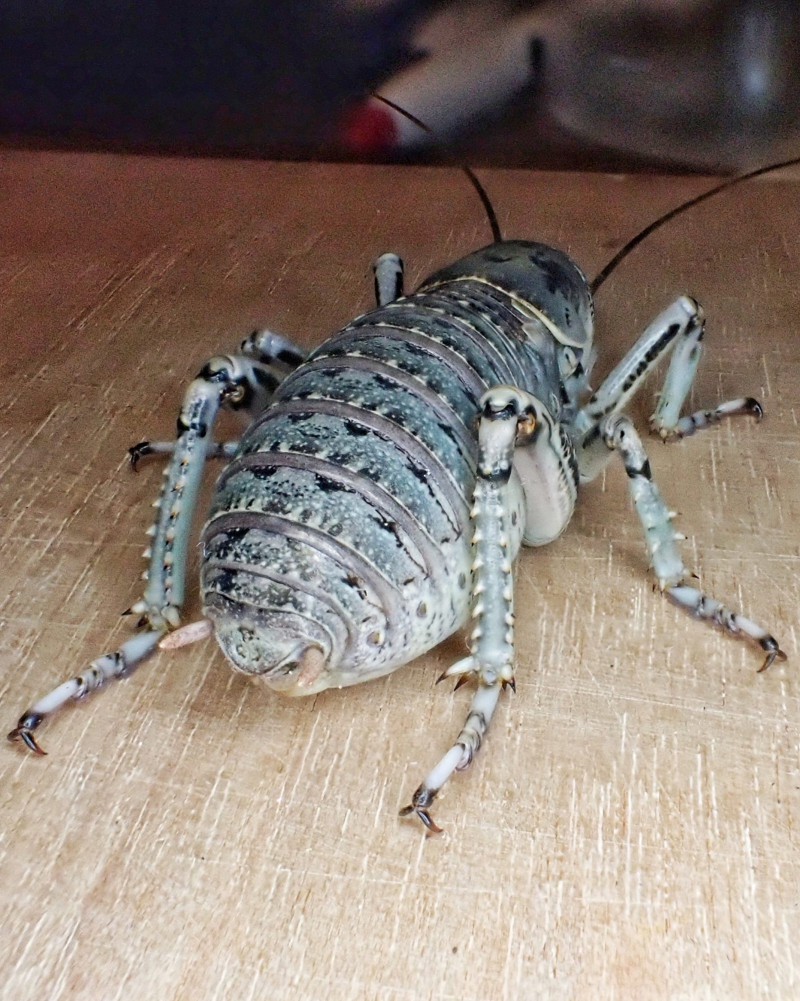 Cyphoderris monstrosa (Great Grig) – 10,000 Things of the Pacific Northwest