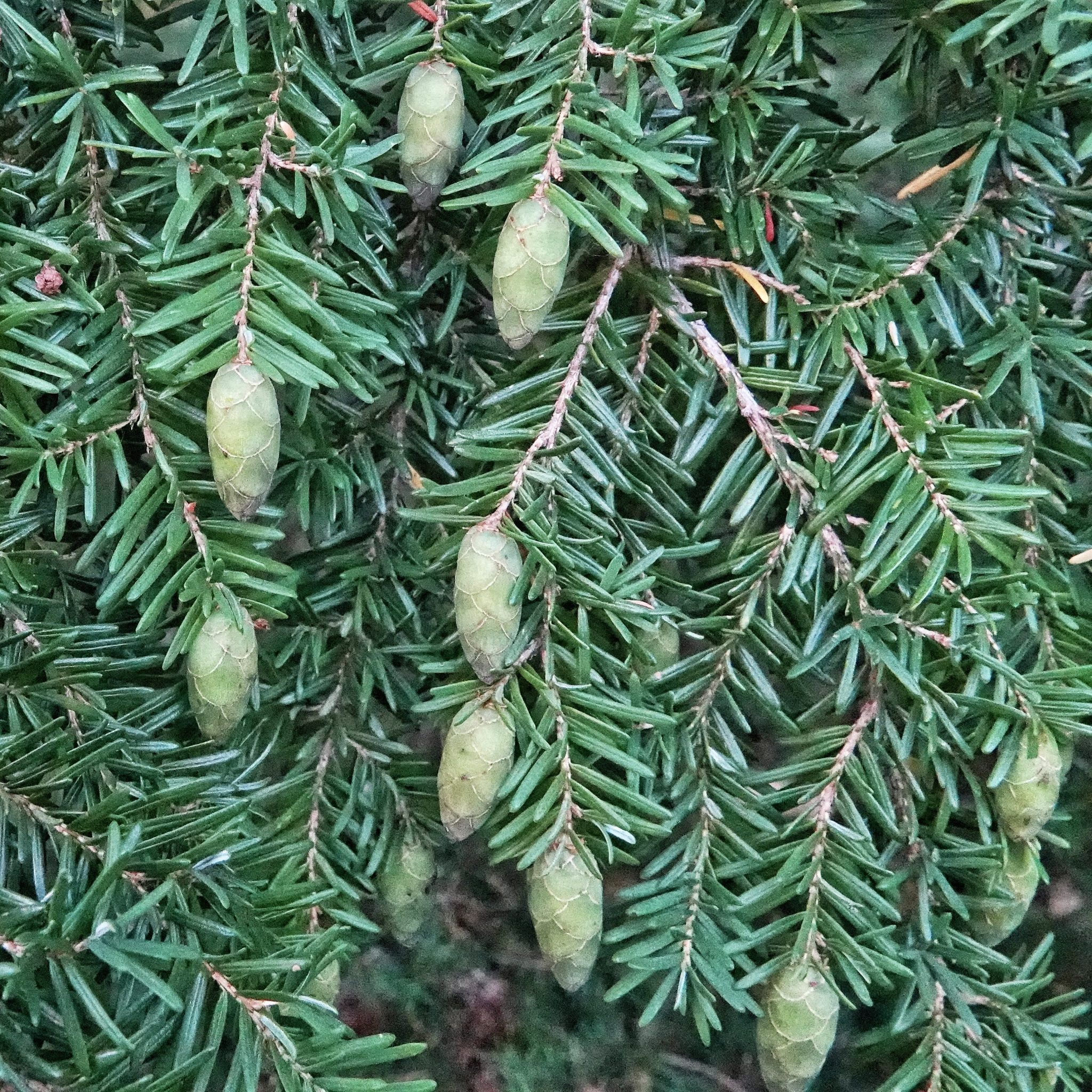 Tsuga heterophylla (Western Hemlock) – 10,000 Things of the Pacific Northwest
