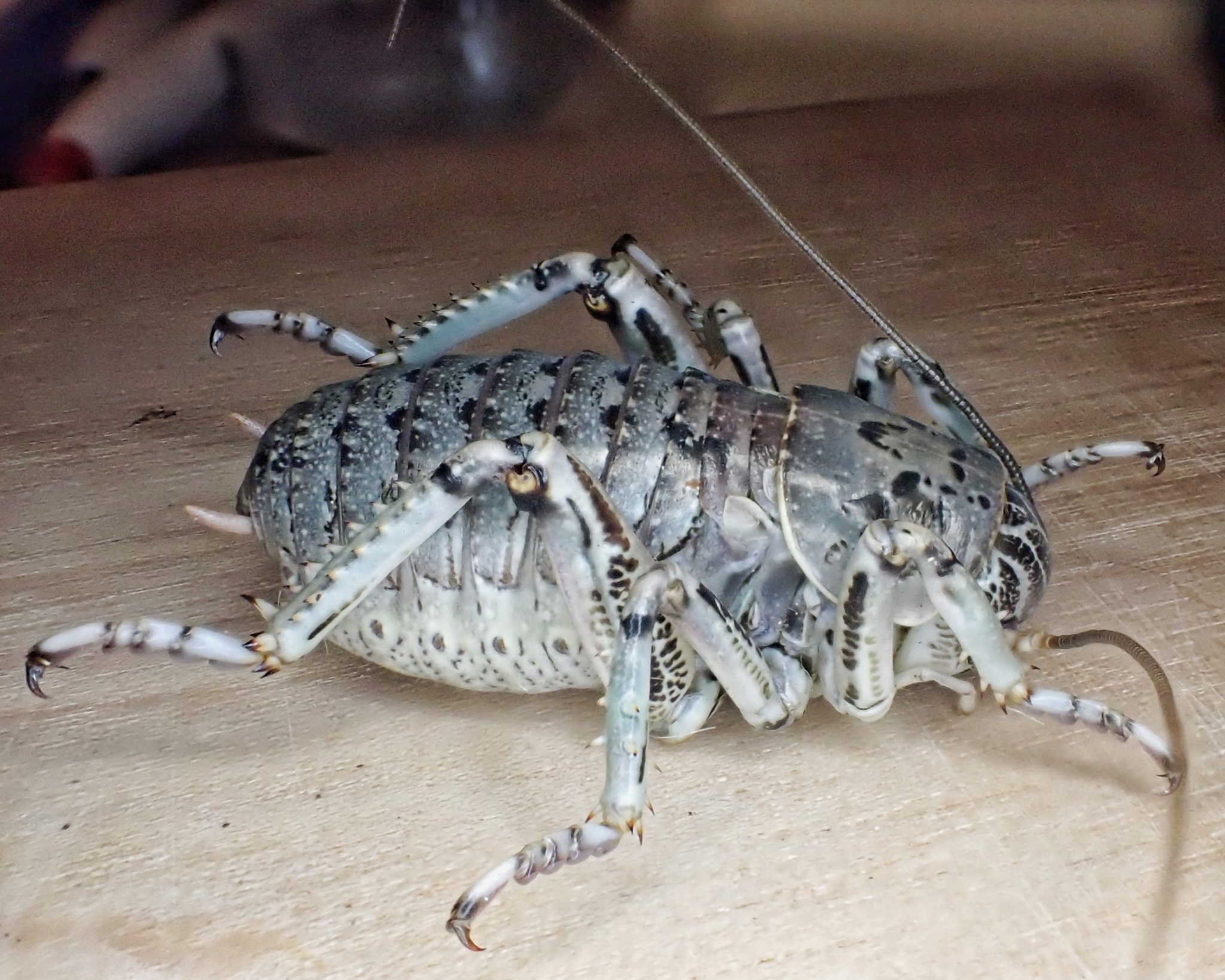 Cyphoderris monstrosa (Great Grig) – 10,000 Things of the Pacific Northwest
