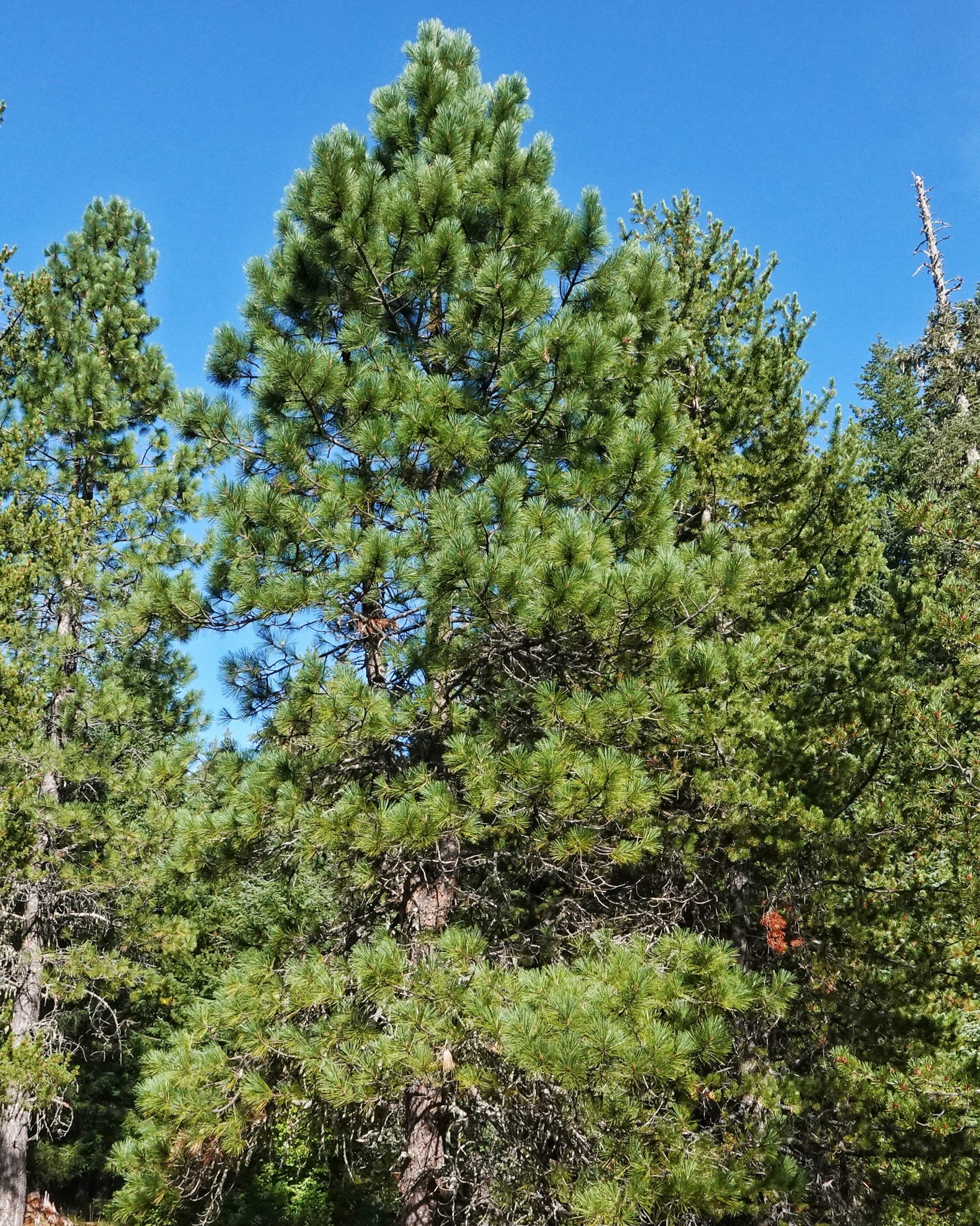 Pinus ponderosa (Ponderosa Pine) – 10,000 Things of the Pacific Northwest