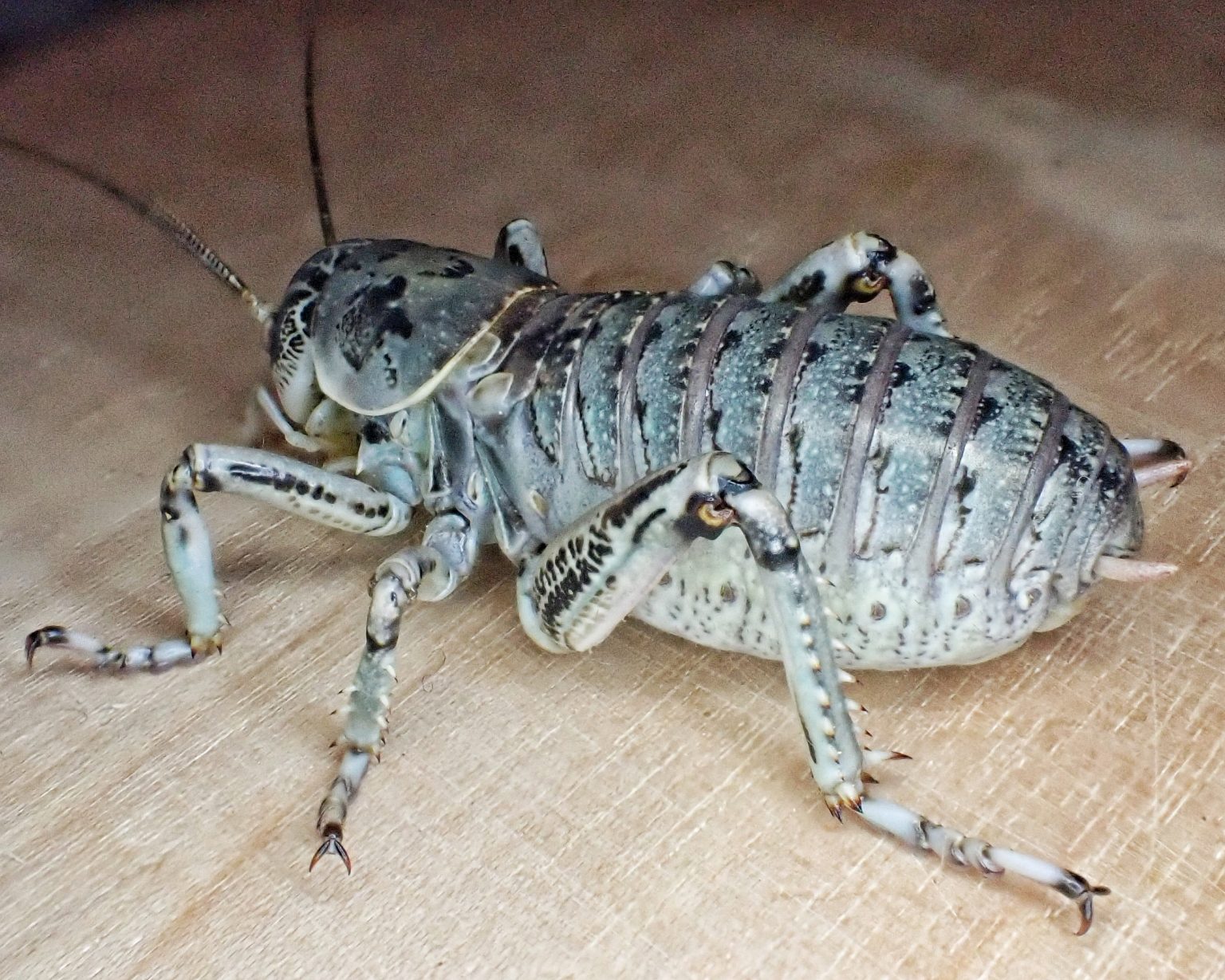 Cyphoderris monstrosa (Great Grig) – 10,000 Things of the Pacific Northwest