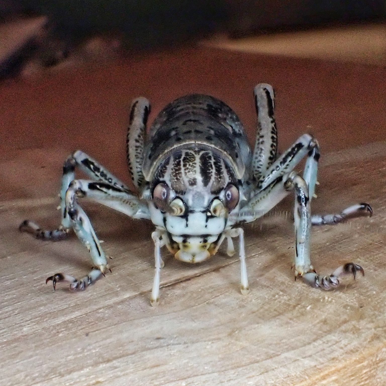 Cyphoderris monstrosa (Great Grig) – 10,000 Things of the Pacific Northwest