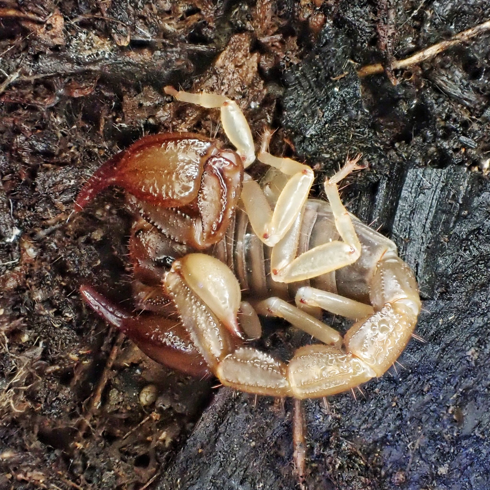 Uroctonus mordax – 10,000 Things of the Pacific Northwest