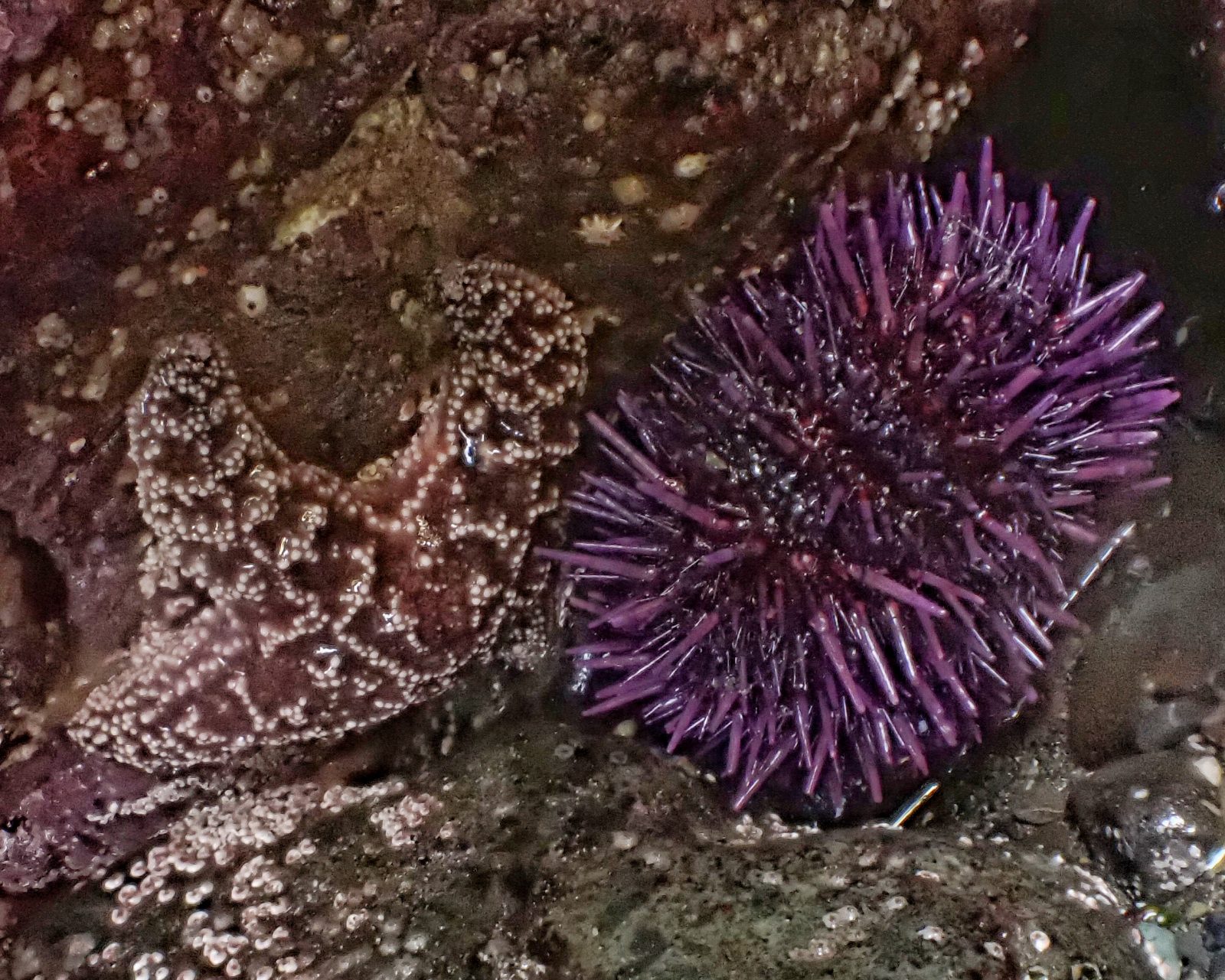 Strongylocentrotus purpuratus (Purple Sea Urchin) – 10,000 Things of the Pacific Northwest