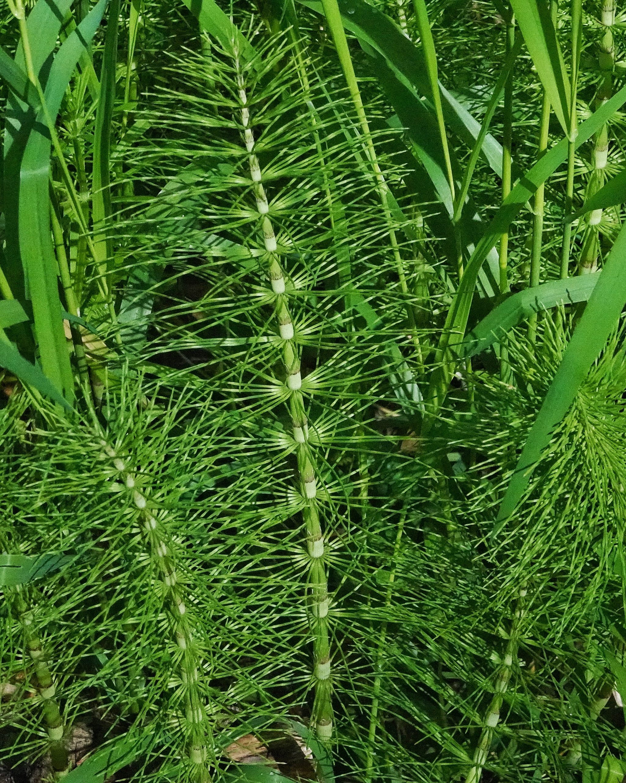 Equisetum telmateia (Giant Horsetail) – 10,000 Things of the Pacific Northwest