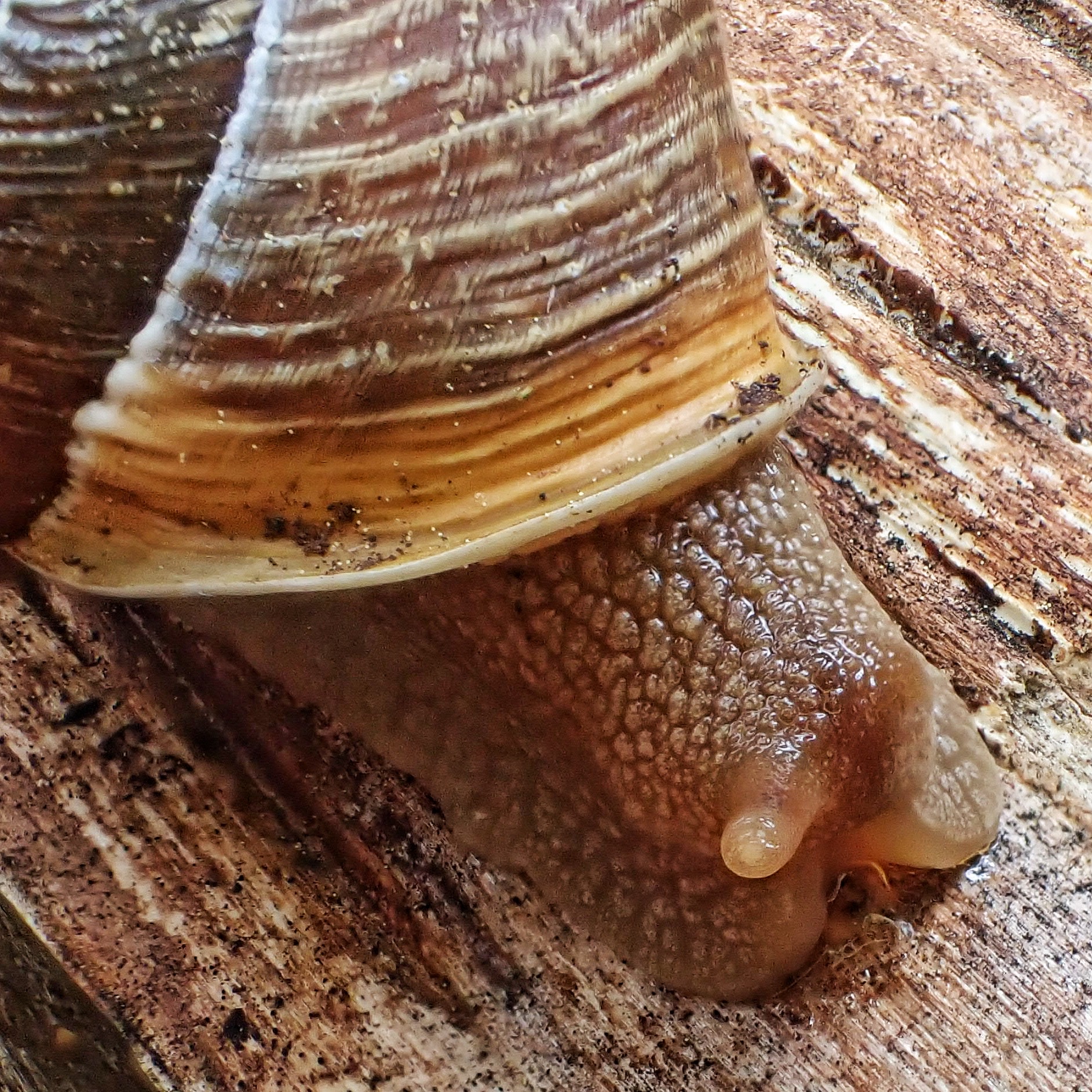 Allogona townsendiana (Oregon Forest Snail) – 10,000 Things of the Pacific Northwest