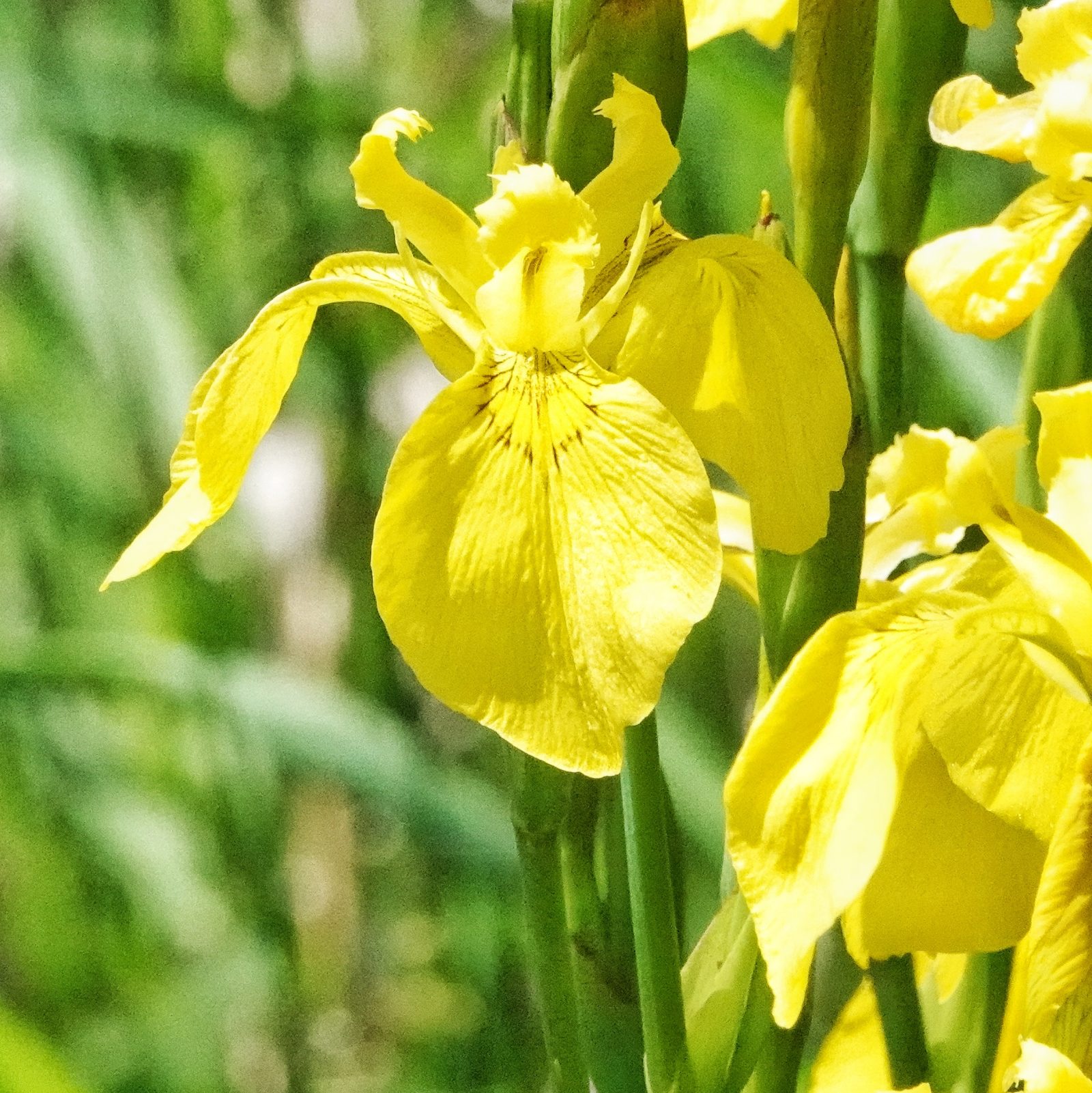 Iris pseudacorus (Yellow Flag) – 10,000 Things of the Pacific Northwest