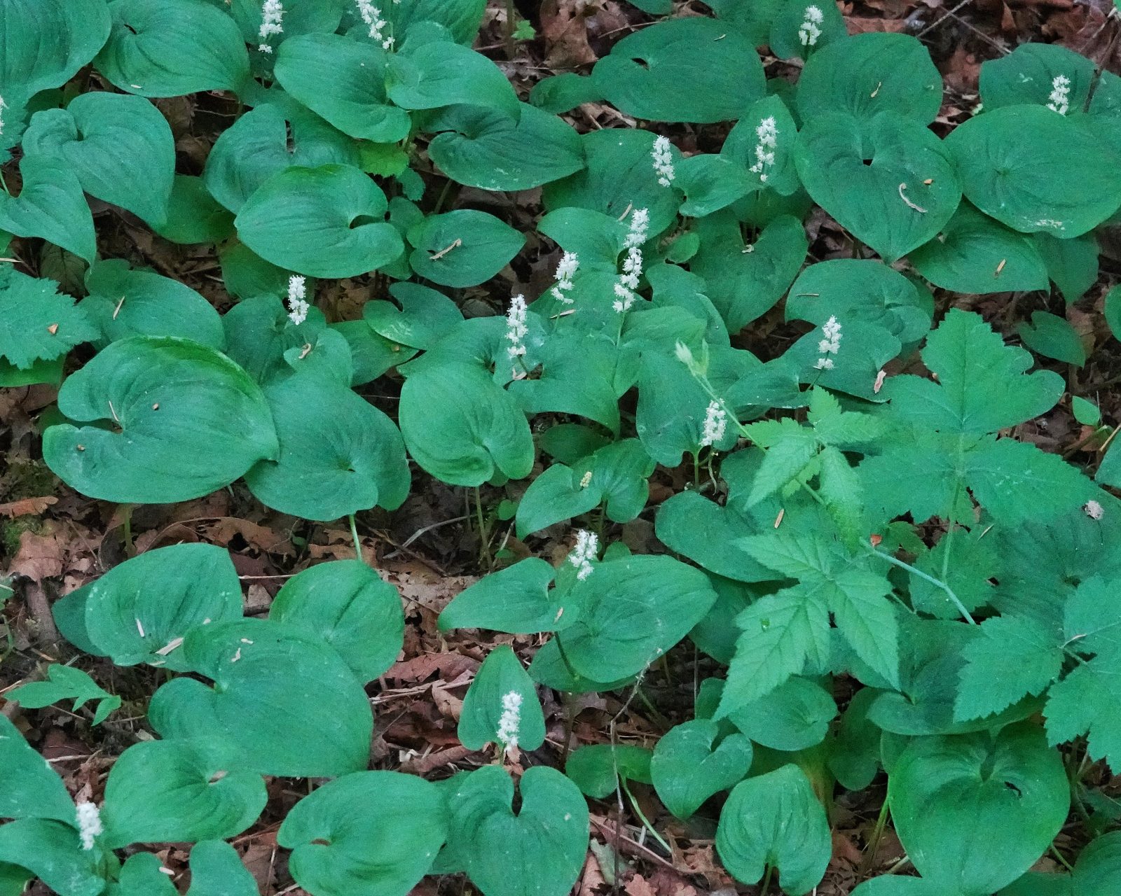 Maianthemum dilatatum – 10,000 Things of the Pacific Northwest