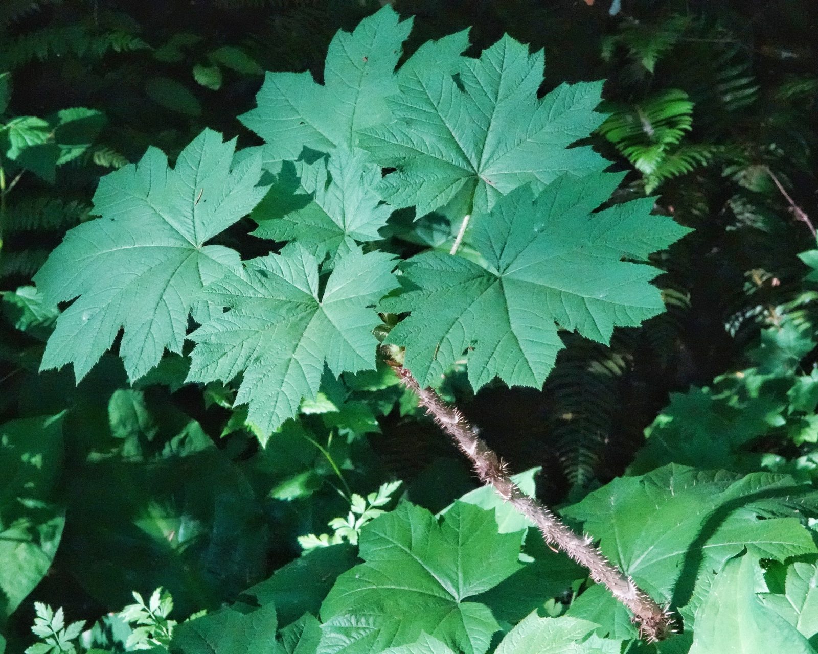Oplopanax horridus (Devil’s Club) – 10,000 Things of the Pacific Northwest