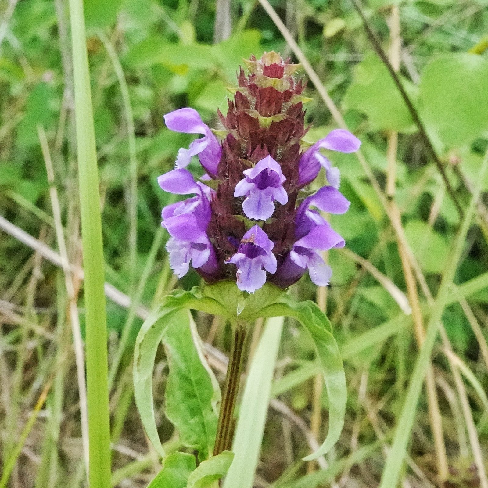 Prunella vulgaris – 10,000 Things of the Pacific Northwest