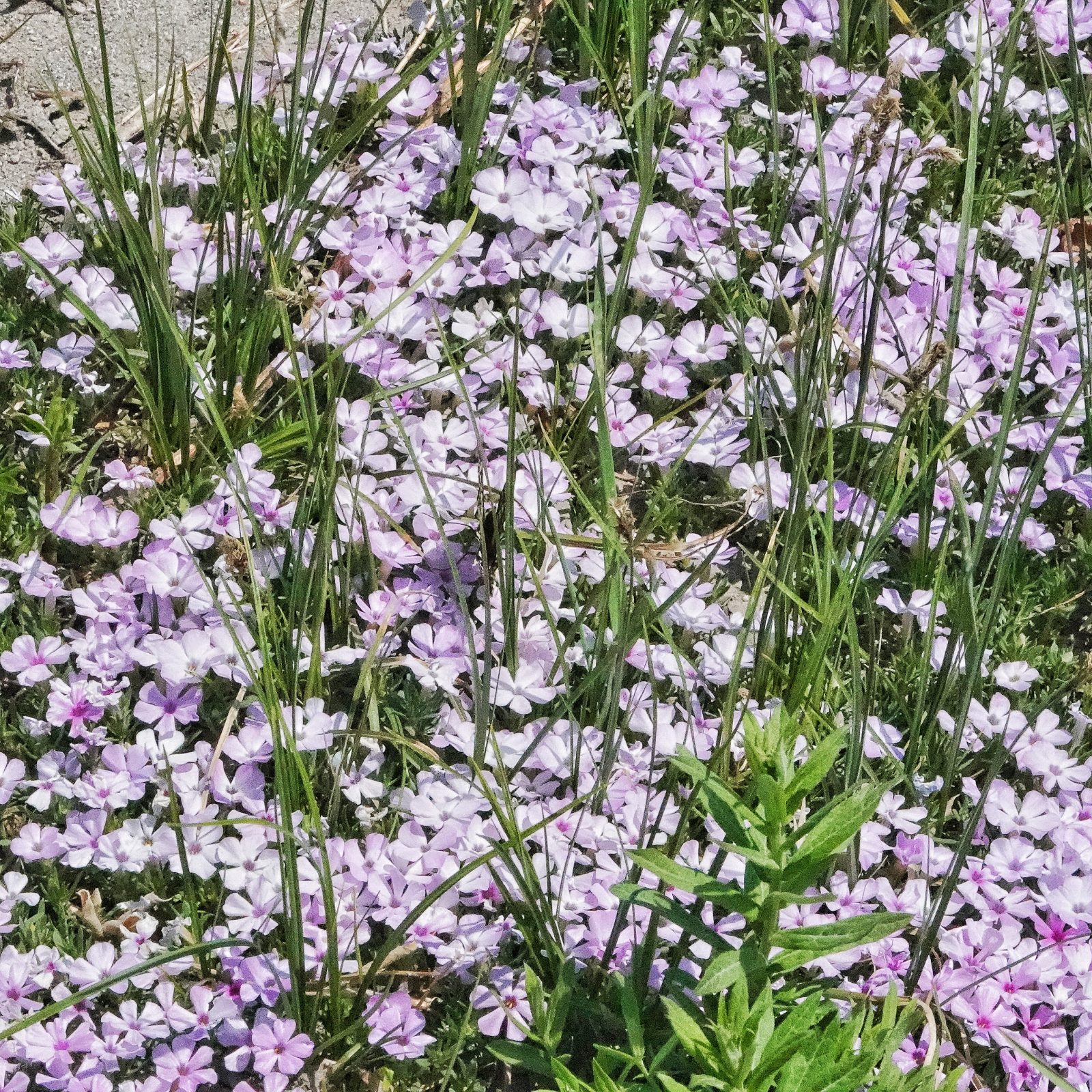 Phlox diffusa (Spreading Phlox) – 10,000 Things of the Pacific Northwest