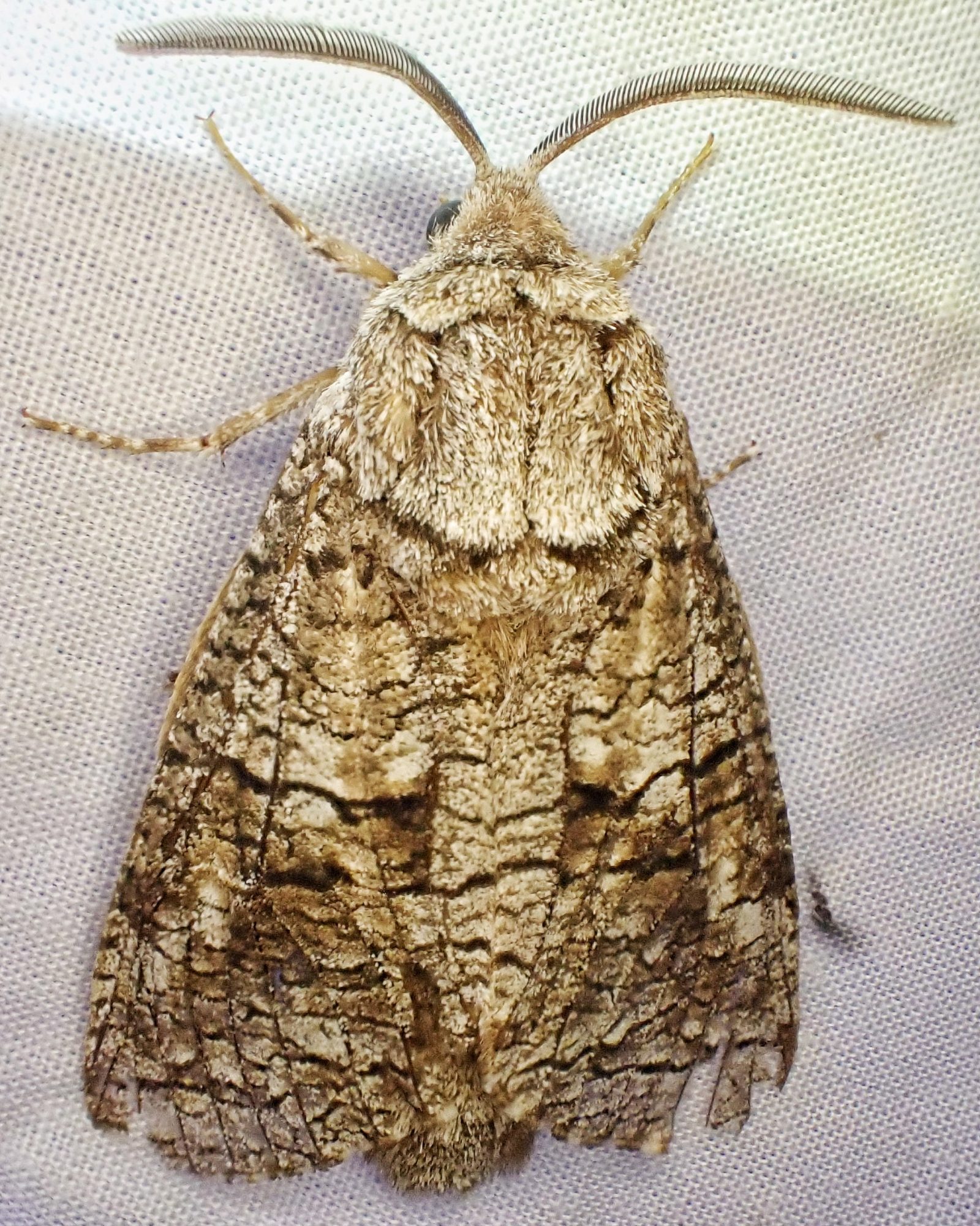 Acossus populi (Aspen Carpenterworm Moth) – 10,000 Things of the Pacific Northwest