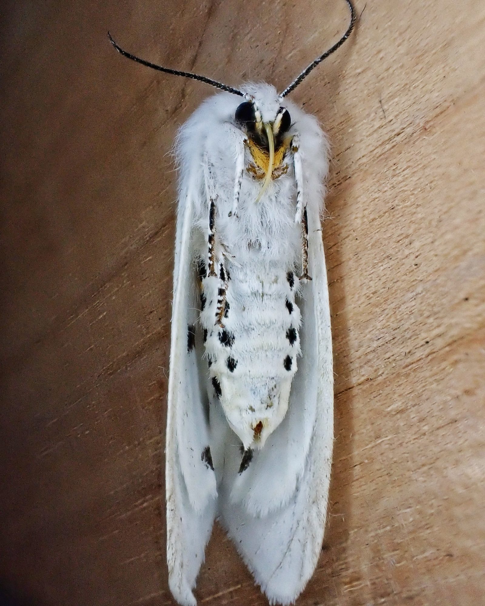 Spilosoma virginica (Virginian Tiger Moth) – 10,000 Things of the Pacific Northwest