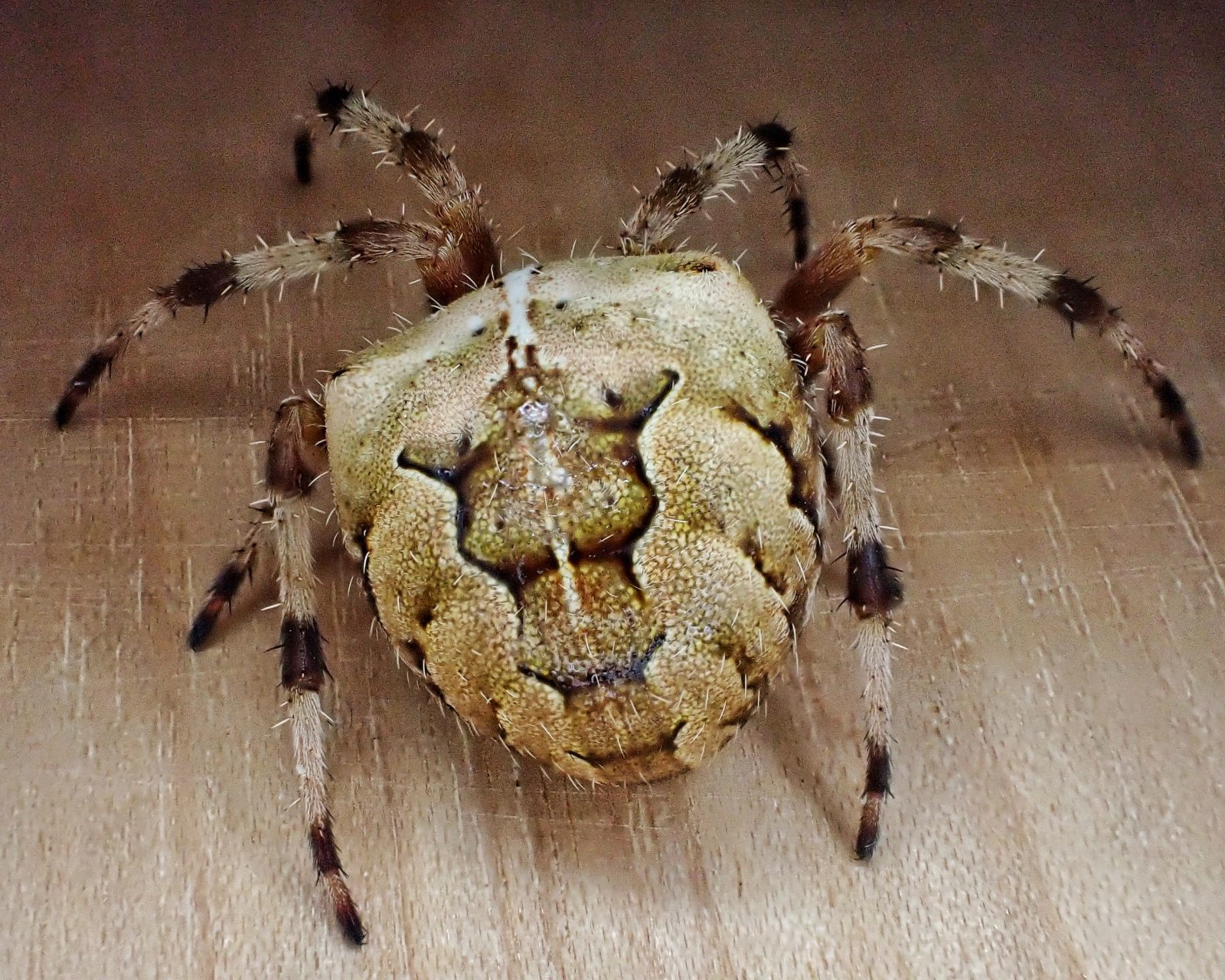 Araneus gemma – 10,000 Things of the Pacific Northwest