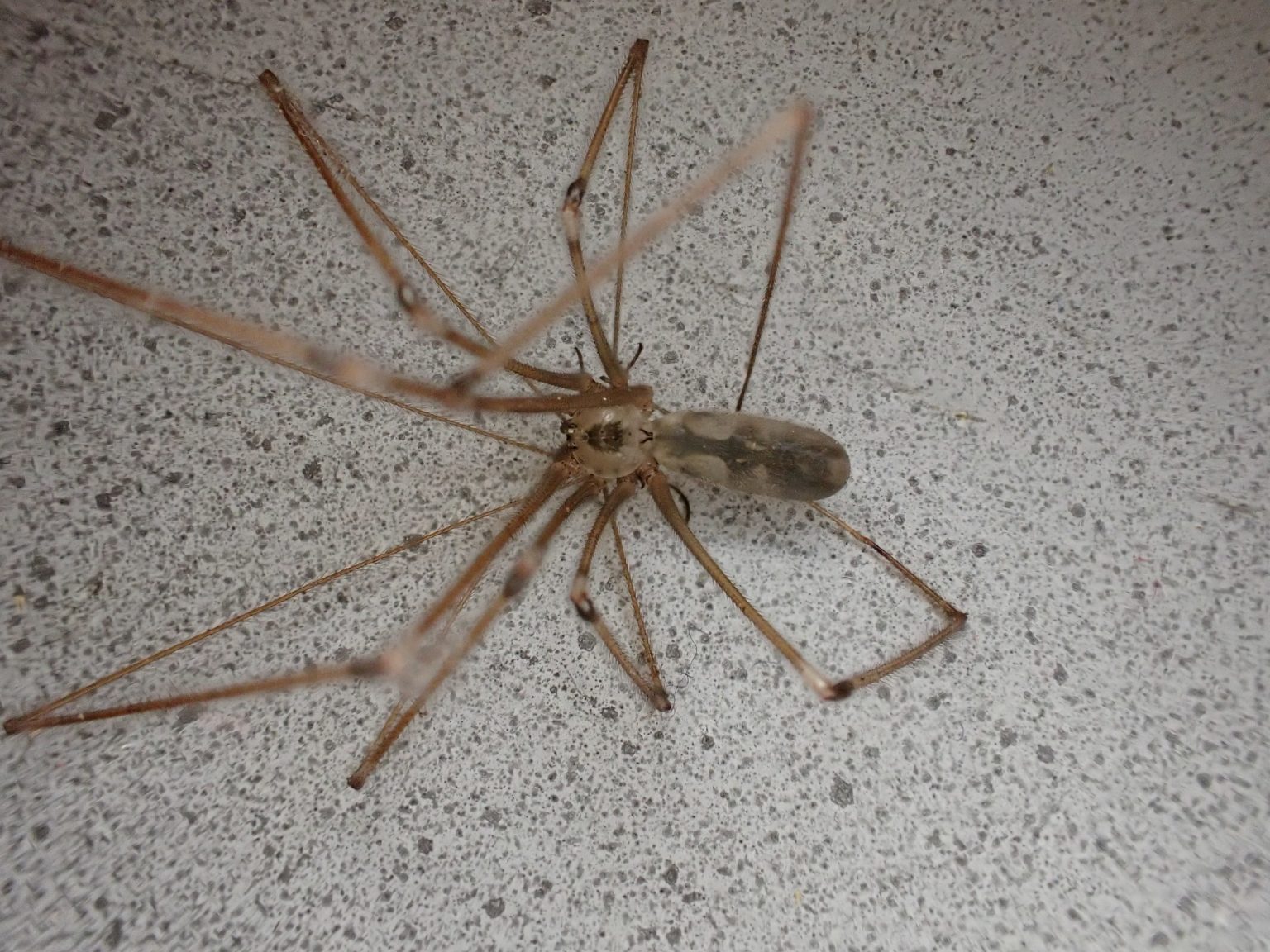 Pholcus phalangioides – 10,000 Things of the Pacific Northwest